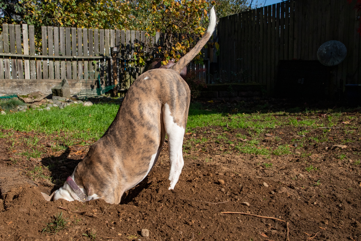 How to Correct (or Reward) a Dog’s Digging Habit - Spay Neuter Network