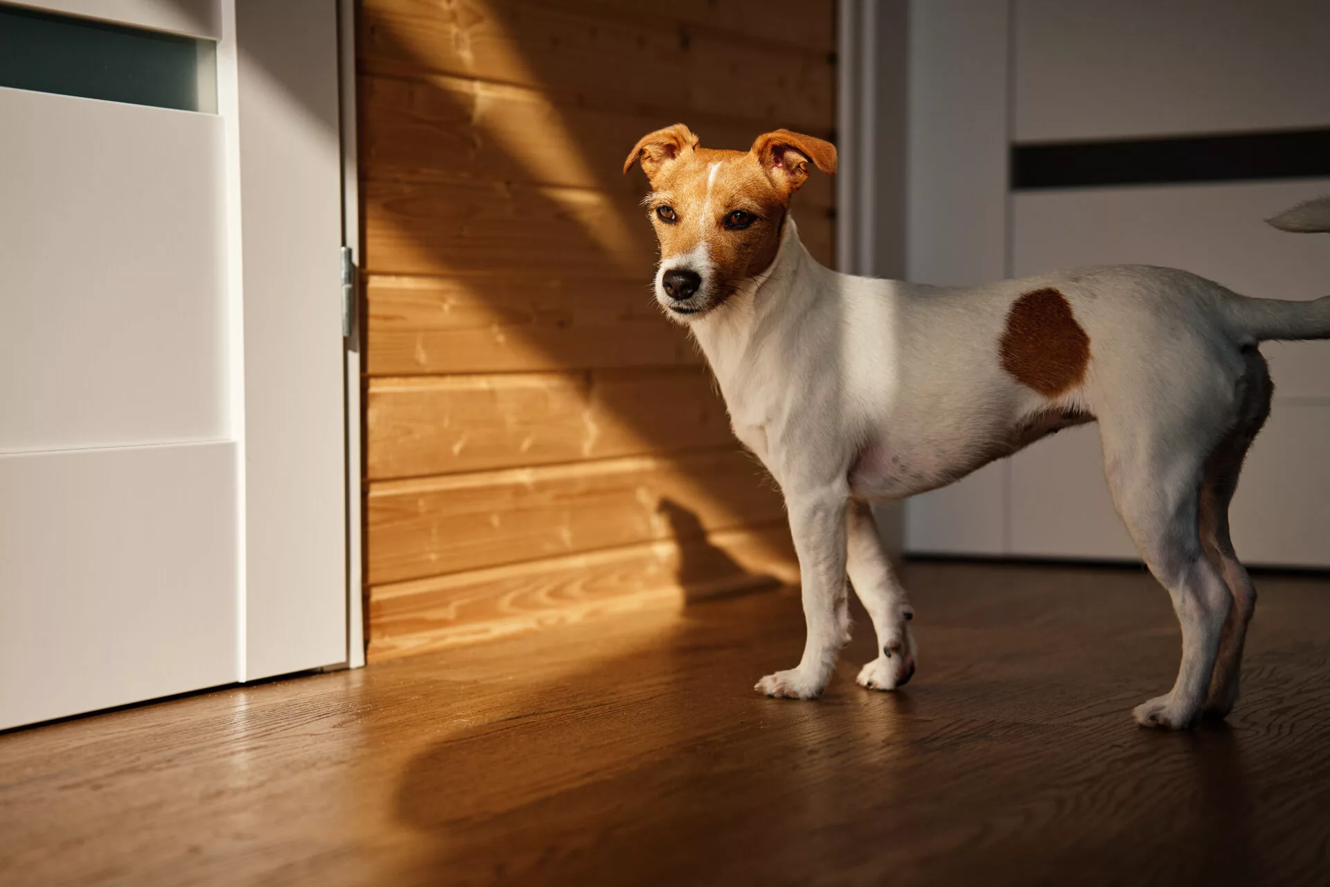 Slippery Floors? Why Some Dogs Refuse to Walk Across Them - Spay Neuter ...